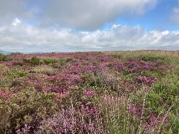 Ringwood - BBC Weather