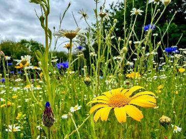 Killinchy - BBC Weather