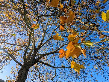 Woking - BBC Weather