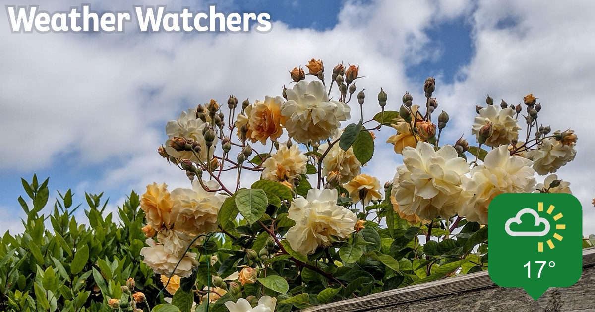 Report - BBC Weather Watchers