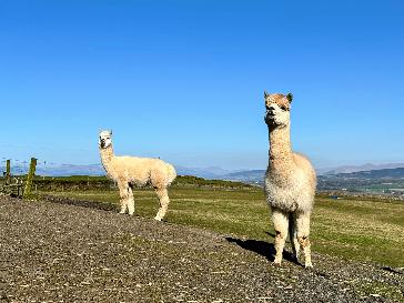 Girvan - BBC Weather