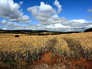 Torquay - BBC Weather