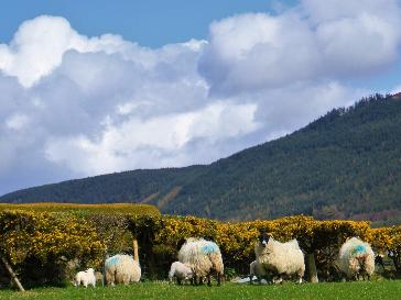 Londonderry - BBC Weather