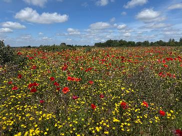Hatfield - BBC Weather