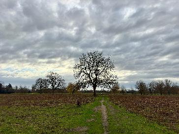 Bromley - BBC Weather