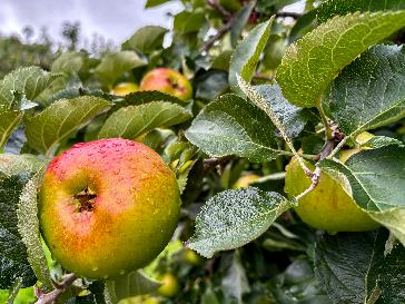 Downpatrick - BBC Weather