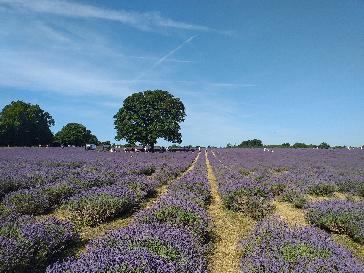 Woking - BBC Weather