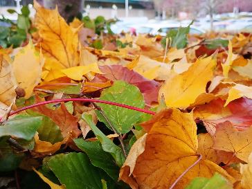 Audley - BBC Weather
