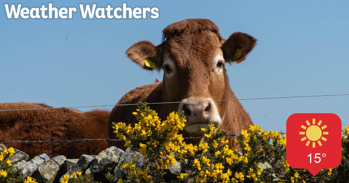 Report - BBC Weather Watchers