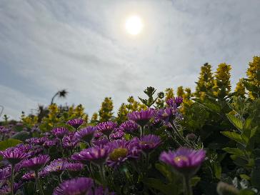 Torquay - BBC Weather