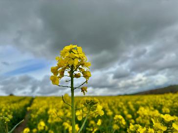 Salisbury - BBC Weather