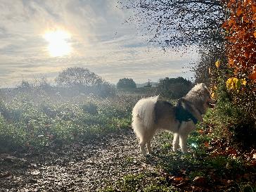 Bingley - BBC Weather