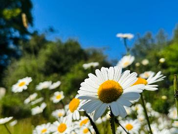 Harrow Weald - BBC Weather