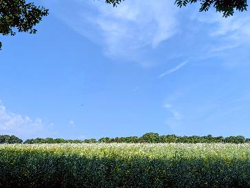 Warsop - BBC Weather
