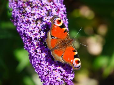 Norwich - BBC Weather