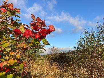 Glyn-neath - BBC Weather