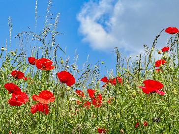 Chatham - BBC Weather