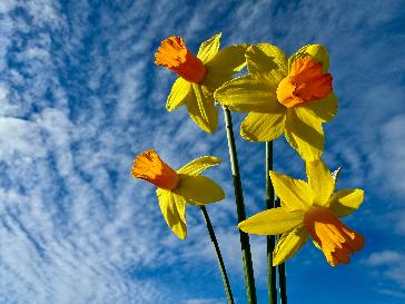 Arbroath - BBC Weather