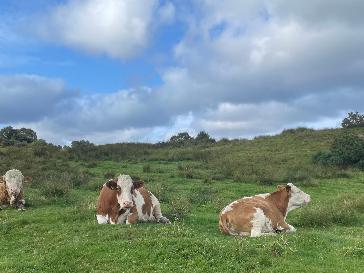 Prestwick Airport - BBC Weather