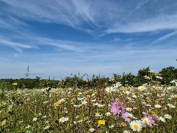Mildenhall - BBC Weather
