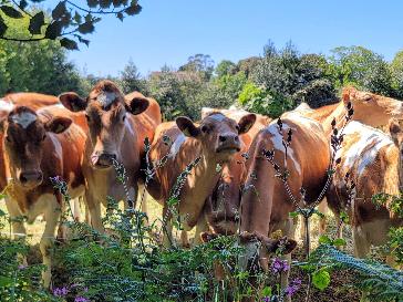 Alderney Airport - BBC Weather