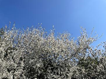 Trowbridge - BBC Weather