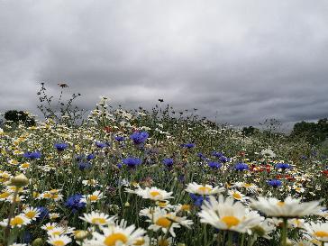 E7 - BBC Weather