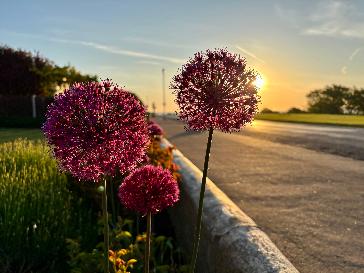Braintree - BBC Weather