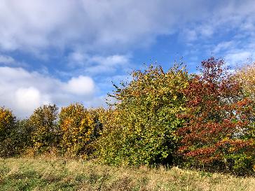 Barnstaple - BBC Weather