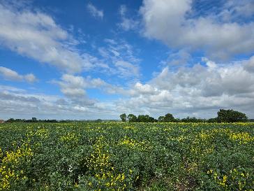 Mildenhall - BBC Weather