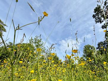 Irvine - BBC Weather