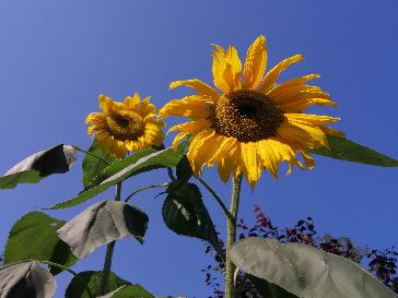 Colchester - BBC Weather