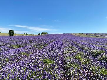 Aylesbury - BBC Weather
