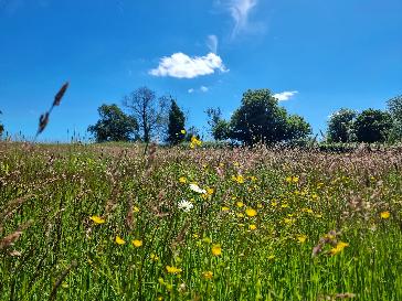 Newstead - BBC Weather