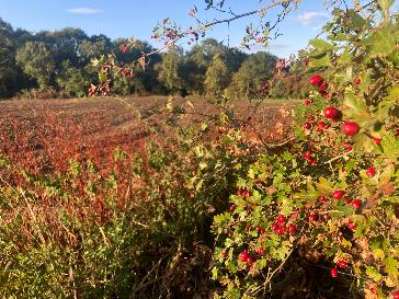 Aylesbury - BBC Weather
