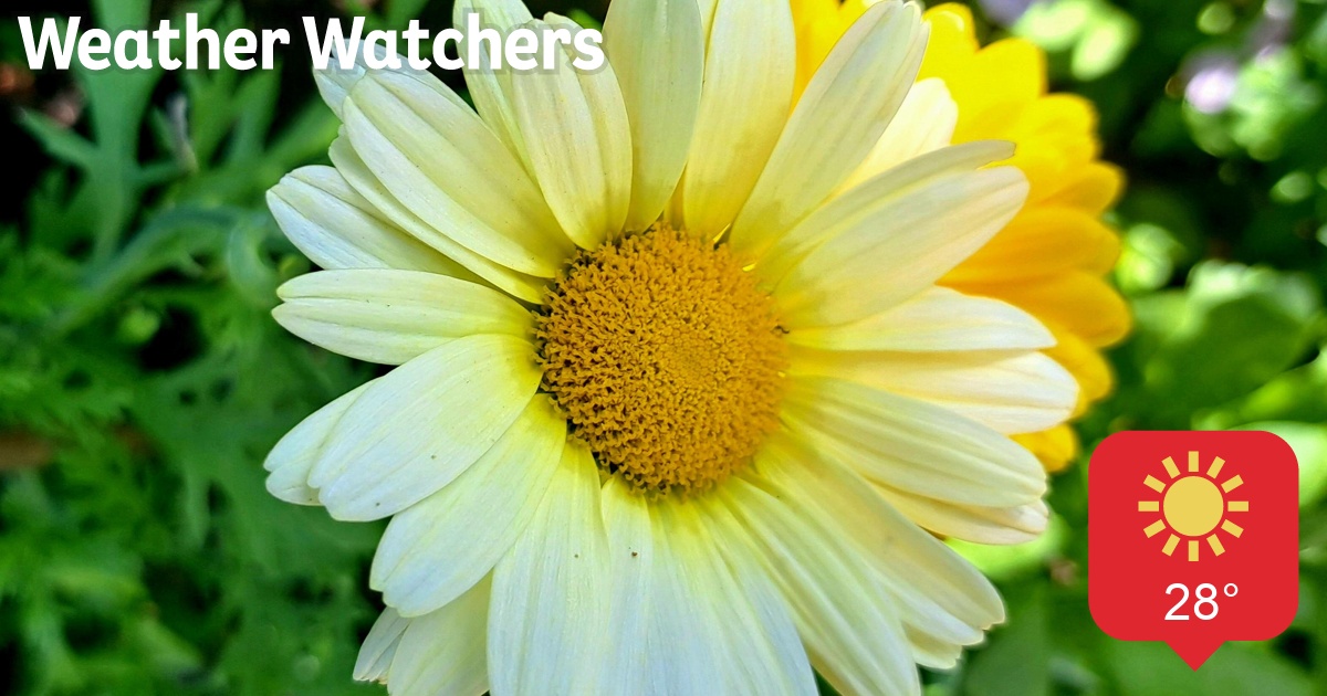 Report - BBC Weather Watchers