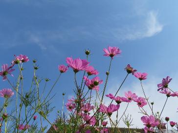 Basingstoke - BBC Weather