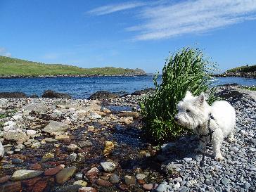 Lerwick - BBC Weather