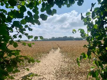 Basingstoke - BBC Weather