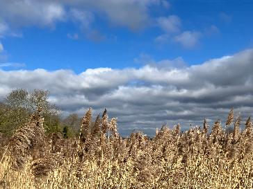 Croydon - BBC Weather