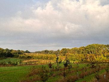 Wingham - BBC Weather