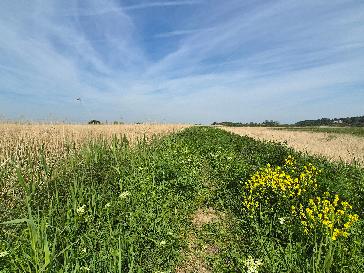 Mildenhall - BBC Weather