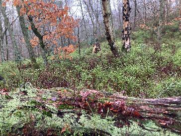 Pershore - BBC Weather