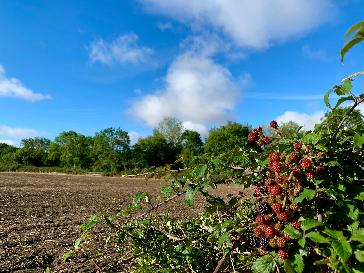 Reading - BBC Weather