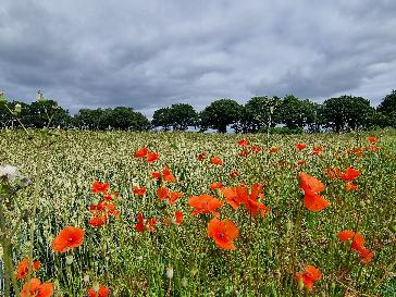 Wakefield - BBC Weather