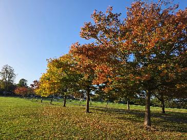 Bromley - BBC Weather