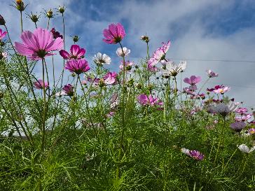 Basingstoke - BBC Weather