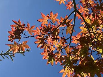 Farnborough - BBC Weather