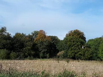 Salisbury - BBC Weather