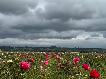 Falkirk - BBC Weather